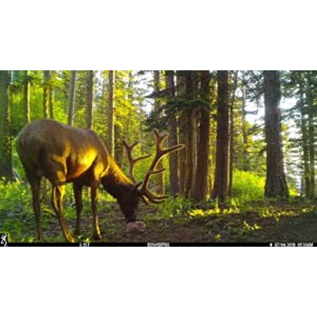 Browning Trail Cameras Browning Strike Force HD Pro-X Camera with 32 GB SD Card, Batteries, Card Reader, Reinforced Strap, and Spudz Microfiber Cloth Screen Cleaner