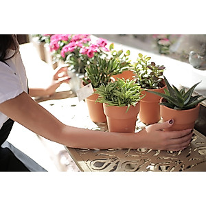 Doter Houseplant Potting Mix, Fertilized, Perlite Soil for All Types of Indoor House Plants and Tropical Plant 1 qt