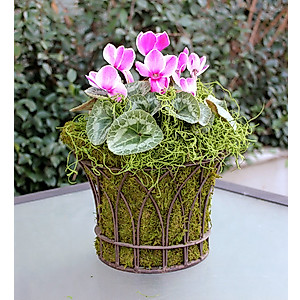 SuperMoss (26907) Spanish Moss Preserved, Grass, 4oz, 120 cubic in Bag (Appx. 4oz) (7 59834 26907 6)