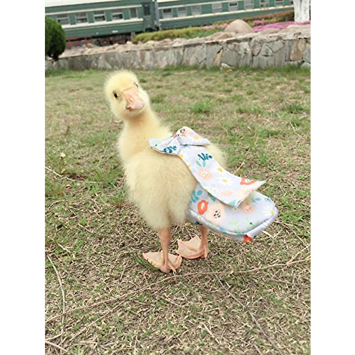 HEZHUO Duck Diapers, Chicken Diapers, Special Diapers for Poultry, Chicken, Duck and Goose Waterproof, Adjustable, Washable and Reusable Diapers，Poultry Supplies, Duck Supplies (M:200g-250g)