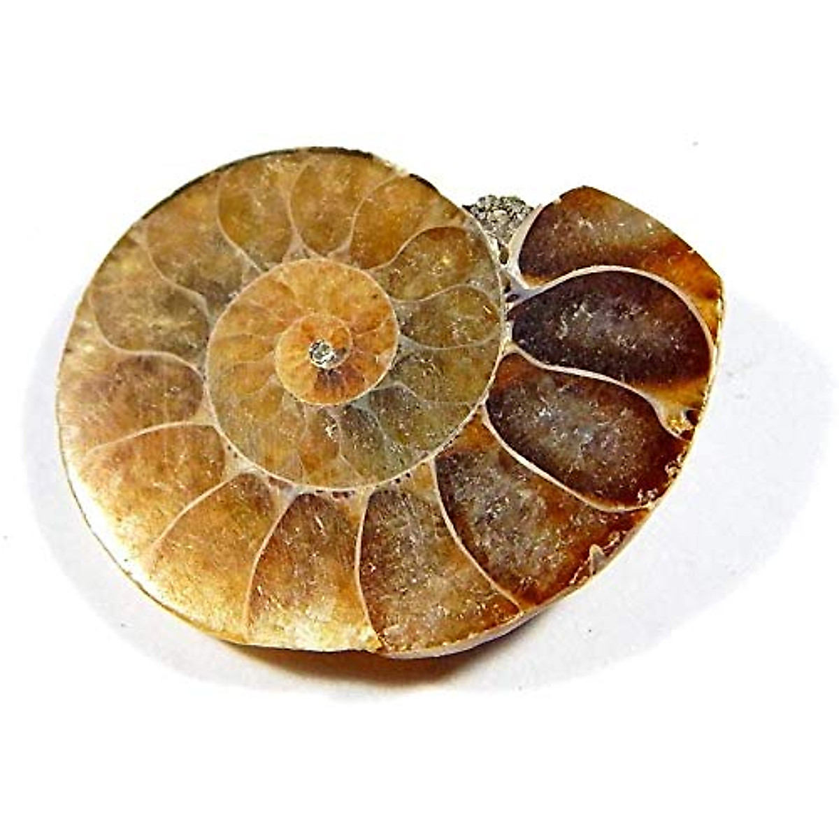 Phoenix888 XUETZALCOATL Sacred Maadhavah Sudarshan Shaligram from Kali Gandaki 1 pcs