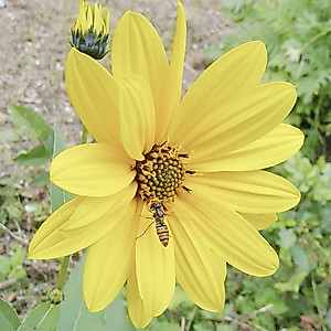 Maximilian Sunflower Seeds Helianthus Maximiliani Perennial Cut Flower Showy Attract Birds & Butterflies Drought Tolerant Bed Border Outdoor 250Pcs Flower Seeds by YEGAOL Garden
