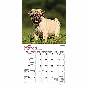 Pug Puppies 2021 Calendar