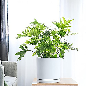 D'vine Dev 10 Inch Ceramic Planter Pot with Drainage Hole and Saucer, Indoor Cylinder Round Planter Pot, White, 94-O-L-1