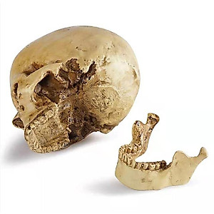 Onecen Life Size Human Skull Model 1：1 Replica Realistic Resin Halloween Party Decoration Human Skull Head Bone Model Medical Skeleton for Anatomical Medical Teaching (Light Yellow)