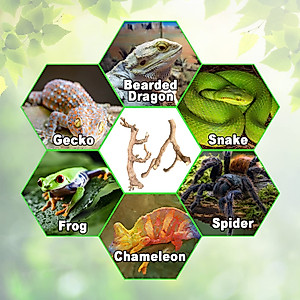 BNOSDM 2PCS Reptile Wood Branches Decor Lizard Habitat Decoration Snake Climbing Branch Accessories Terrarium Tree Trunk Ornament for Bearded Dragon Gecko Frog Chameleon Spider