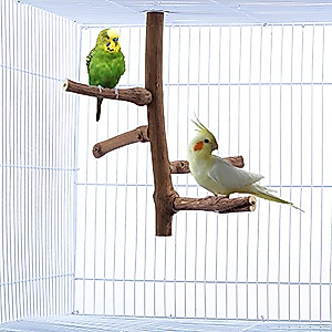 Filhome Bird Perch Stand Toy, Natural Wood Parrot Perch Bird Cage Branch Perch Accessories for Parakeets Cockatiels Conures Macaws Finches Love Birds(9.8" Length)