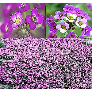 BIG PACK - (60,000+) Alyssum Royal Carpet Seeds - Fragrant Lobularia maritima - Attracts Honey Bees, Butterfly - Ground Cover for Zones 3+ Flower Seeds By MySeeds.Co (Big Pack - Alyssum Royal Carpet)