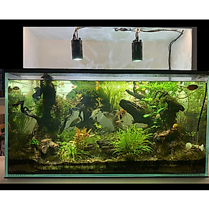 Marcus Fish Tanks - 3X Christmas Moss Vesicularia Montagne Live Freshwater Aquarium Plants Xmas Moss