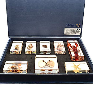 Cherish XT 8 PCS Marine Animals Specimens Set Paperweights Taxidermy for Science Education Include Pagurid,Spiral Shell,Lobster,Sea Anemone,Cuttlefish,Fiddler Crab,Clams,Starfiash Specimen