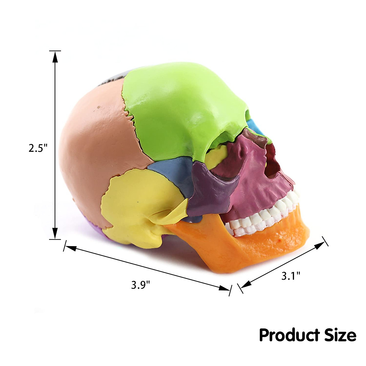 MIIRR Detachable Color Anatomy Skull Model, Mini Size Skeleton Head Skull Model Includes 15 Parts, Medical Skull Anatomical Model for Learning, Teaching or Display