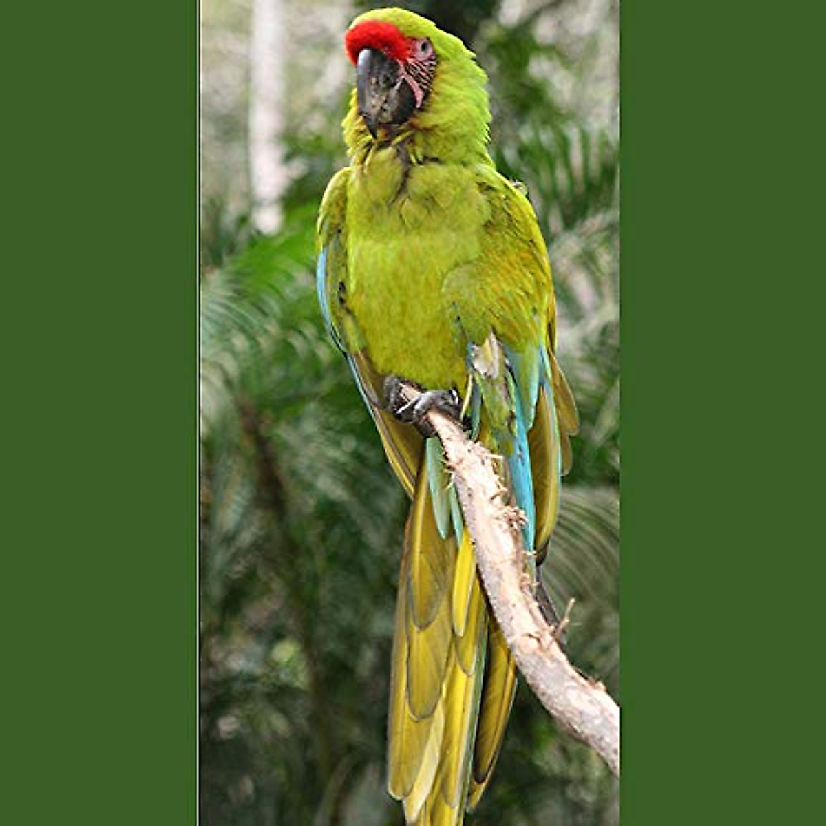 GFHFG Pet Bird Harness and Leash,Adjustable Parrot Bird Harness Leash - Pet Anti-Bite Rope Harness and Leash(M)