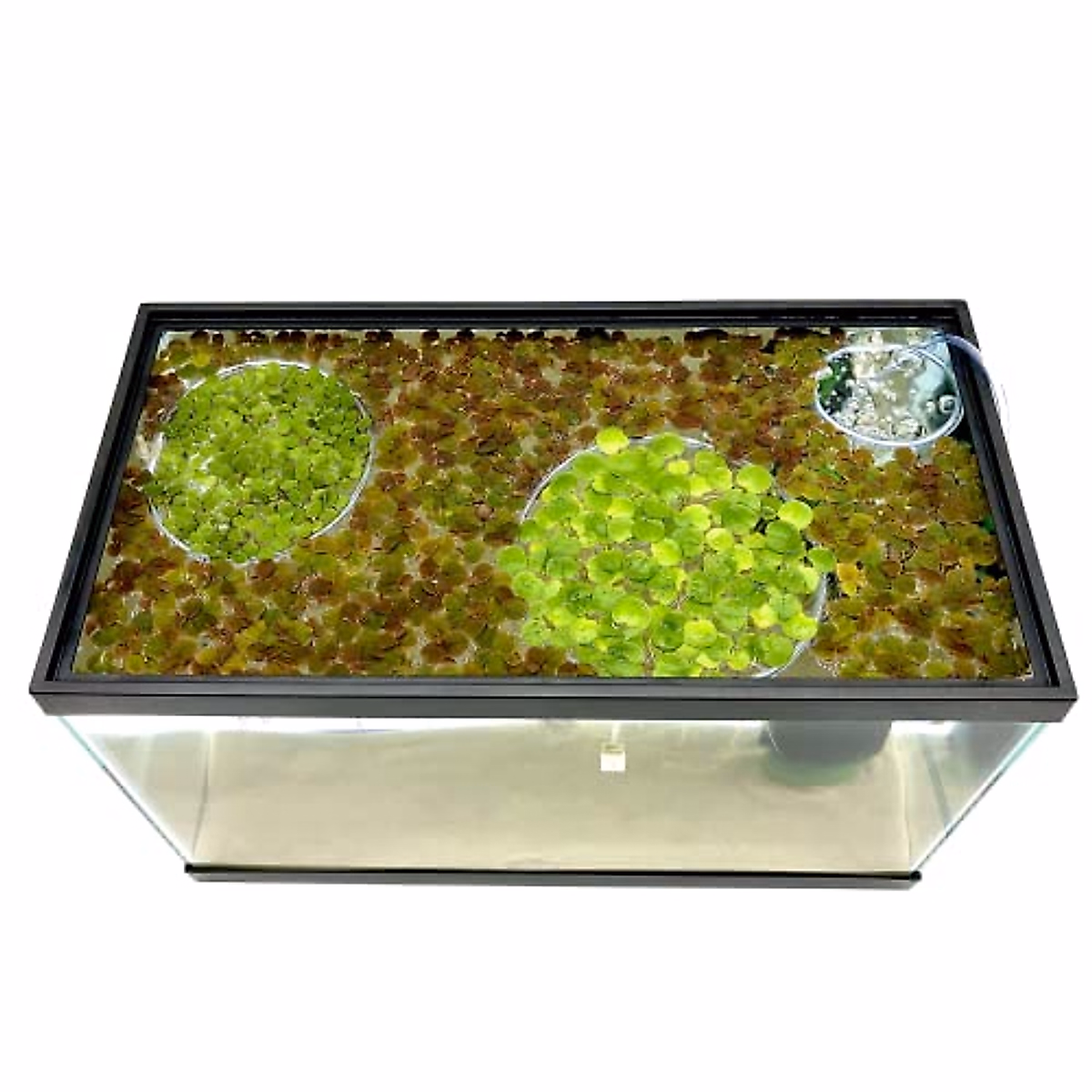 Magnetic Invisible Feeding Ring (Customizable and Auto-Leveling) Food Portal for Floating Plant Aquariums and Fish Tanks (Single)