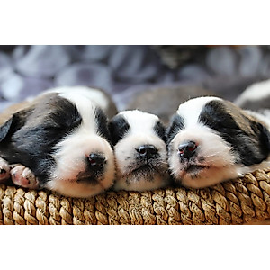 PROFERRIC 100 CC. Tonic Liquid Best Pet Booster Blood Support for Dogs Puppies Iron & Multi Vitamins Supplement Fast Increasing Animal Immunity Energy & Power, Folic B6 B12 Promotes Red Blood Cell