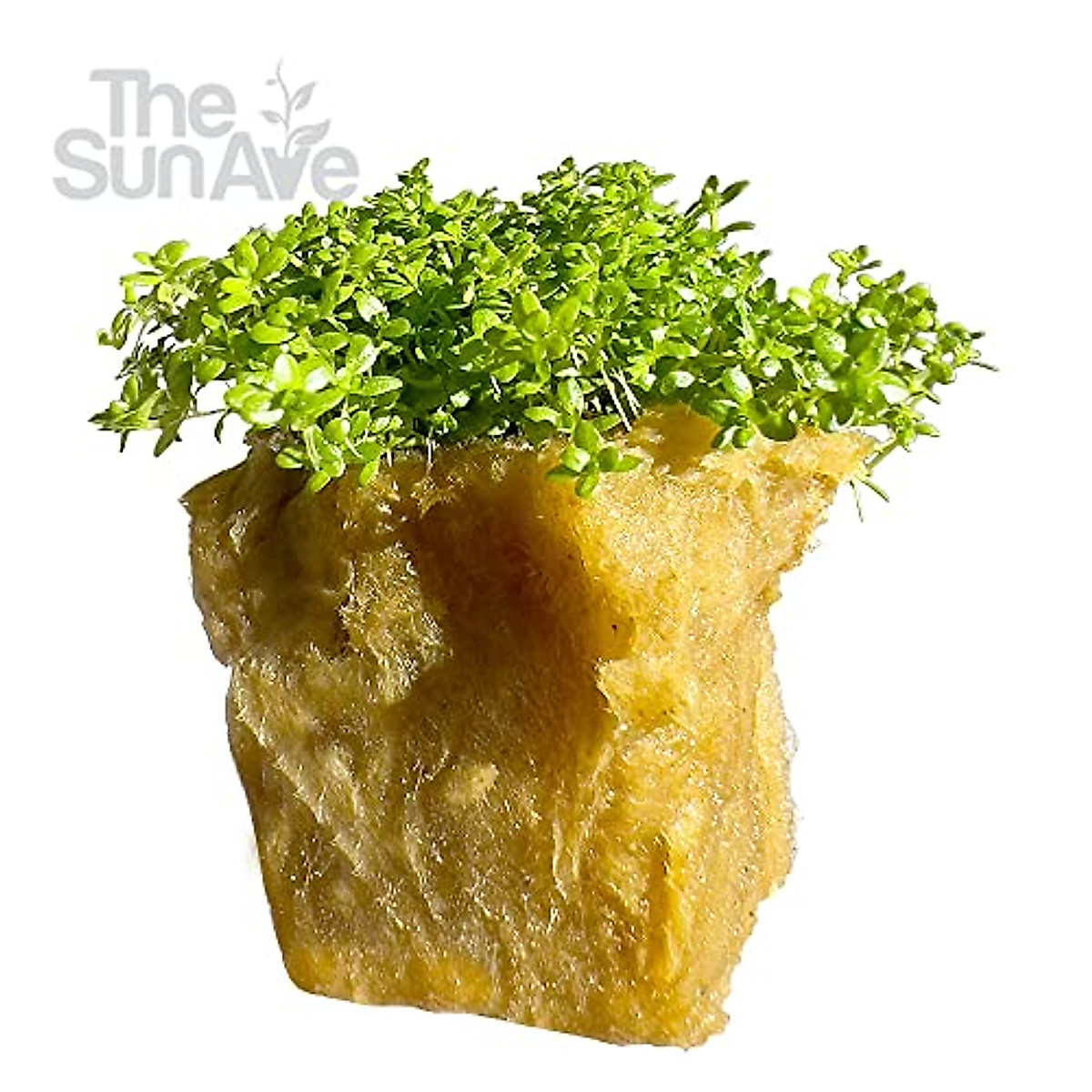 The Sun Ave Dwarf Baby Tears Hemianthus Callitrichoides HC Live Aquarium Plants Freshwater Fish Tank