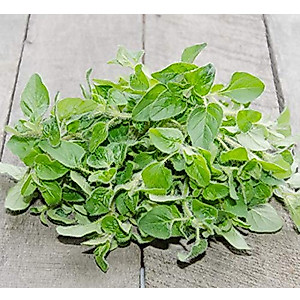 Italian Oregano Seeds for Planting, 2500+ Heirloom Seeds Per Packet, (Isla's Garden Seeds), Non GMO Seeds, Botanical Name: Origanum vulgare, Great Home Herb Garden Gift