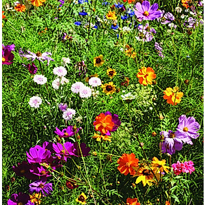 Bentley Seeds Pollinator Seed Mix - Pre-Filled, Non-GMO, Non-Coated Butterfly Seed Packets - 25 Annual Wildflower Seed Packs - Perfect Eco-Friendly Gift