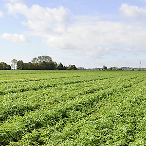 Knorr Pasta Sides Pasta Sides Dish, Butter 4.5 oz (Pack of 8)