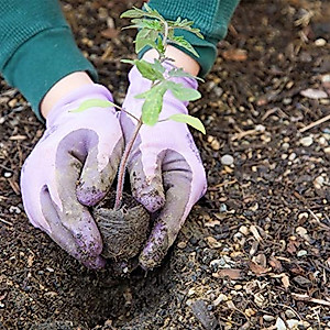 200 Pcs Peat Pellets - 30mm Seeds Plant Starting Plugs, Compressed Nutrient Fertilizer Fiber Soil Block, Plant Pods Bulk for Seedling Transplanting Herb Flower Vegetables