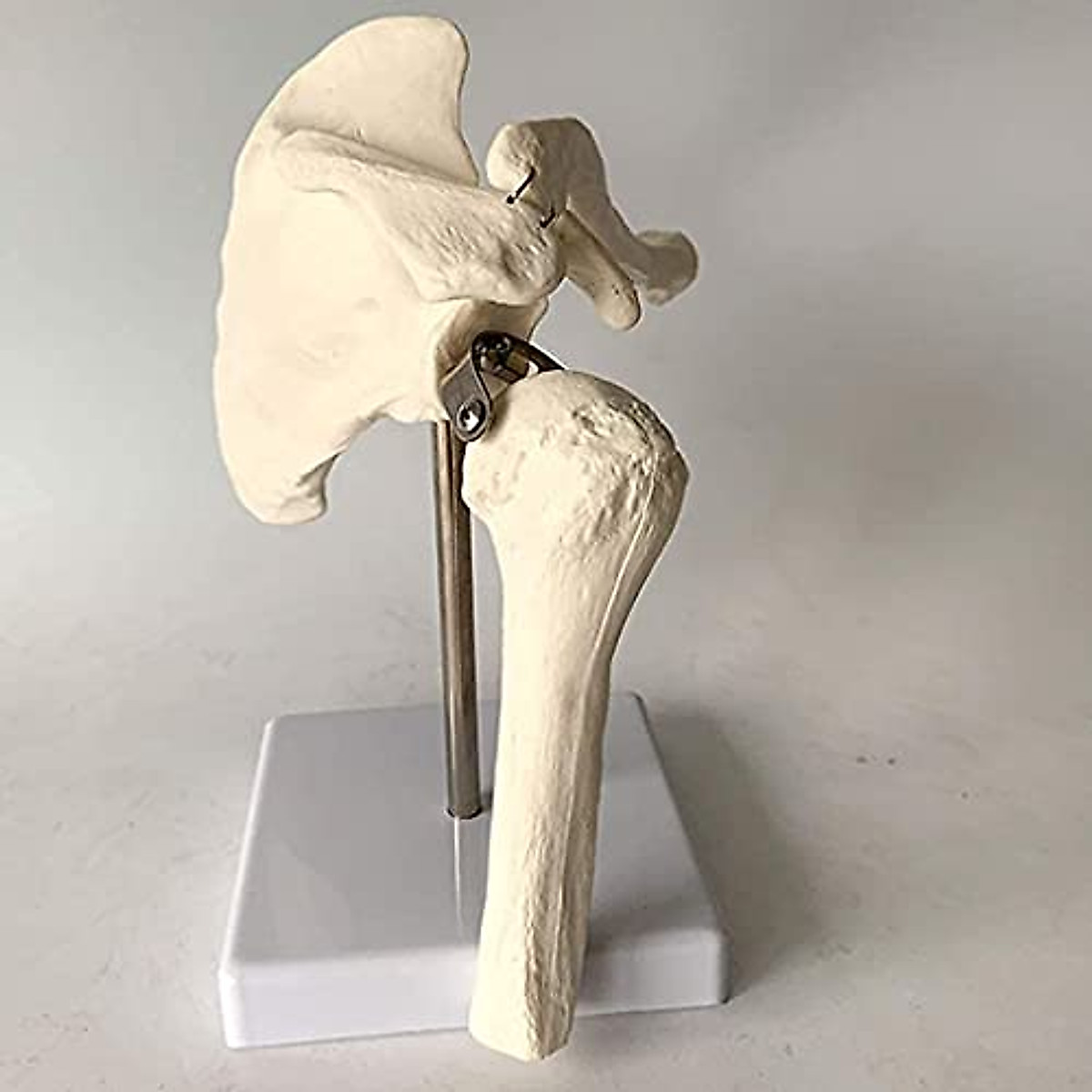 Study Model Educational Model ThreeDimensional Skin Structure Model Junior High School Biology Demonstration Teaching Aids Human Section Skin Tissue Layer Anatomy Enlarged Model,Medical Models LPKL