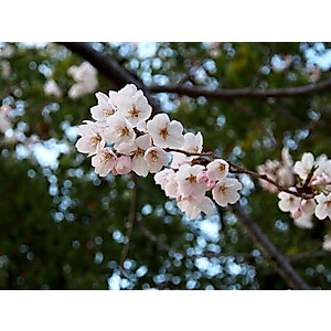 OLYMPUS mirror-less SLR OM-D E-M5 double zoom kit Black 16.05 million pixel dust drip OM-D E-M5 DZKIT BLK - International Version (No Warranty)