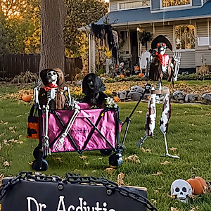 AW Pirate Life Size Skeleton Poseable, Full Size Western Cowboy Skeleton 5.4 Ft Plastic for Halloween Party Outdoor Patio Decorations Haunted House Props 2024