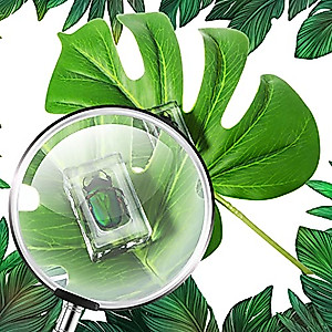 12 Pcs Insect in Resin Specimen Bugs Collection Paperweights Arachnid Resin Specimen Different Insect Specimen Bug Preserved in Resin for Kids Scientific Educational Toy, 12 Styles (Ladybug)