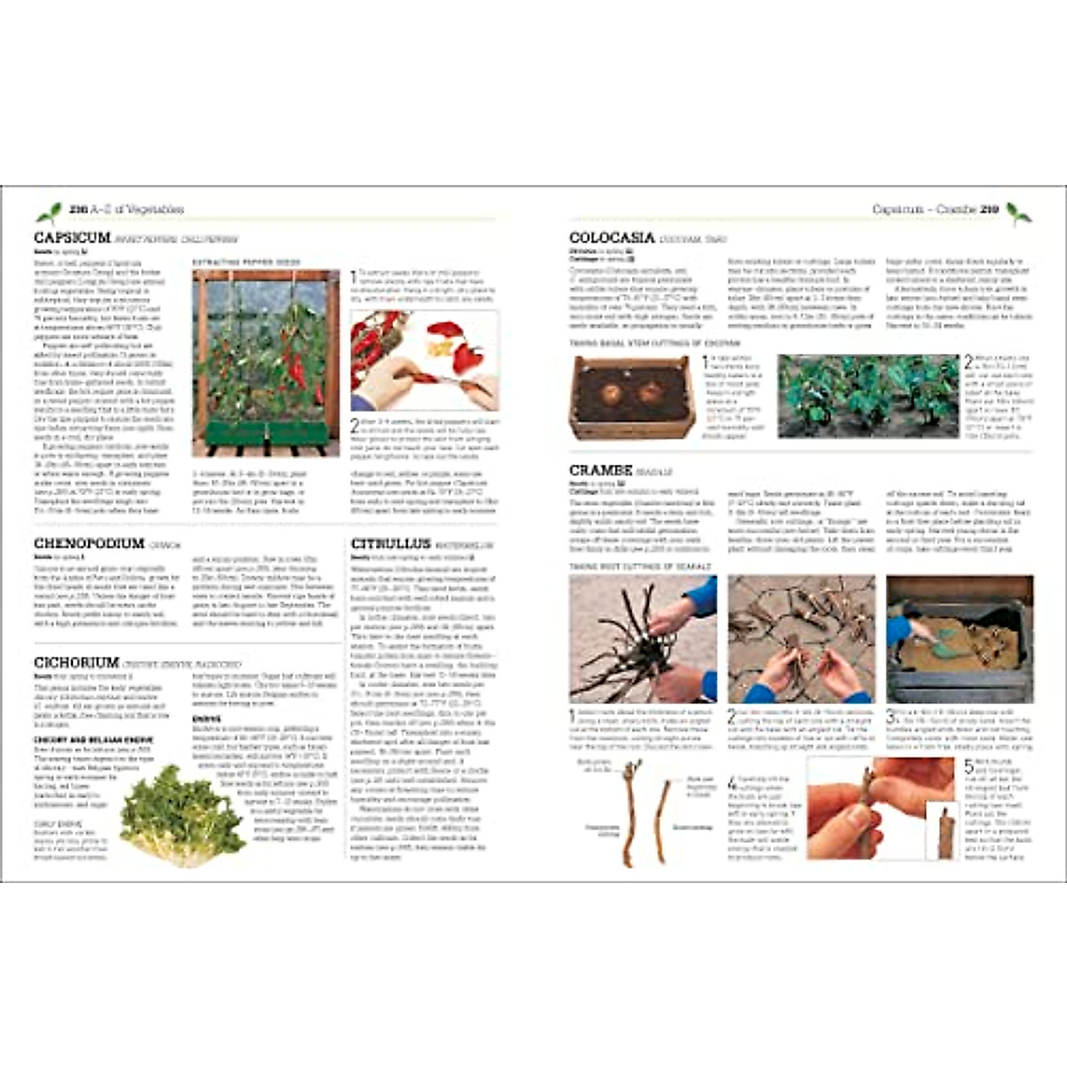 Propagating Plants: How to Create New Plants for Free