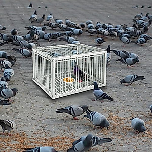 Pigeon Trap with Escape-Proof Design, Pigeon Cage with One-Way Entry, Ideal Pigeon Coop, Chicken and Bird Trap Cage, Portable & Easy Assembly, Unharmful Made of High-Strength Iron and Anti-Rust Paint