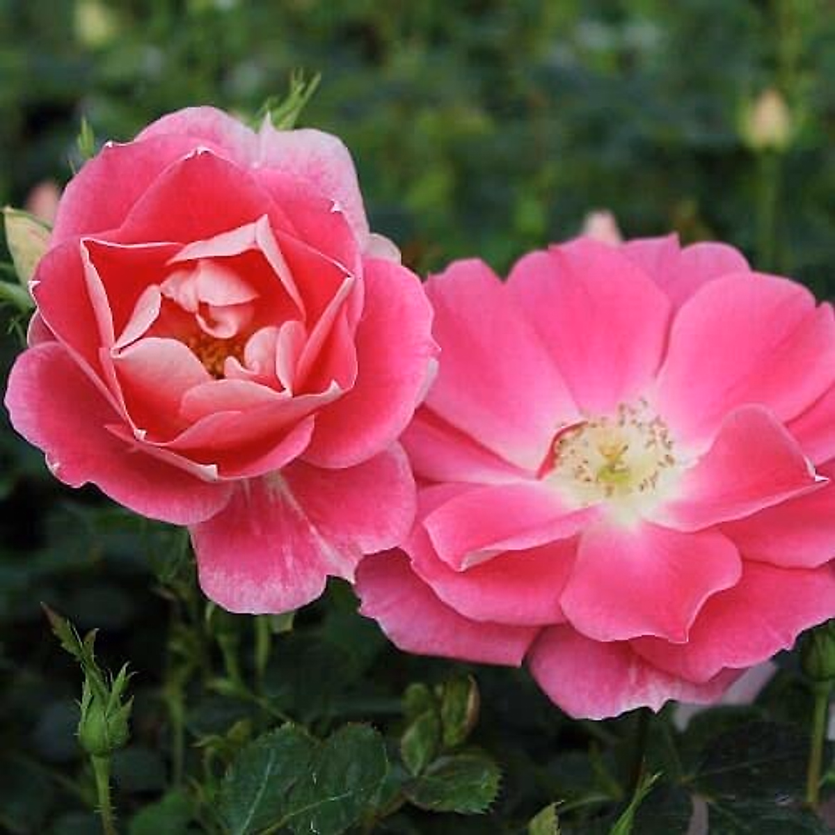 30 Rare Seeds-Pink Carefree Wonder Shrub Rose Seeds#1114-Authentic Seeds-Flowers-Rose-Herb Seeds-Vegetable Seeds-Mix Seeds for Plant-B3G1
