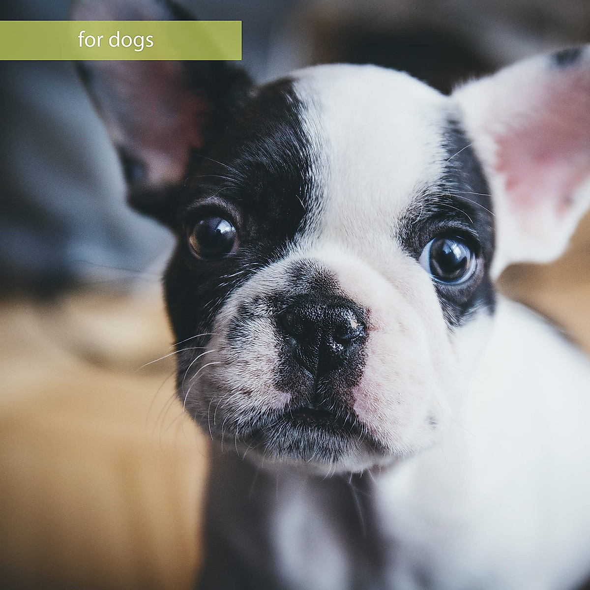 Van Beek Natural Science Synacore Canine - All Natural Formula to Provide Immune Support for Dogs & Help Maintain Digestive Health - Probiotics and Vitamins for Dogs - Pet Products - (30 Count)