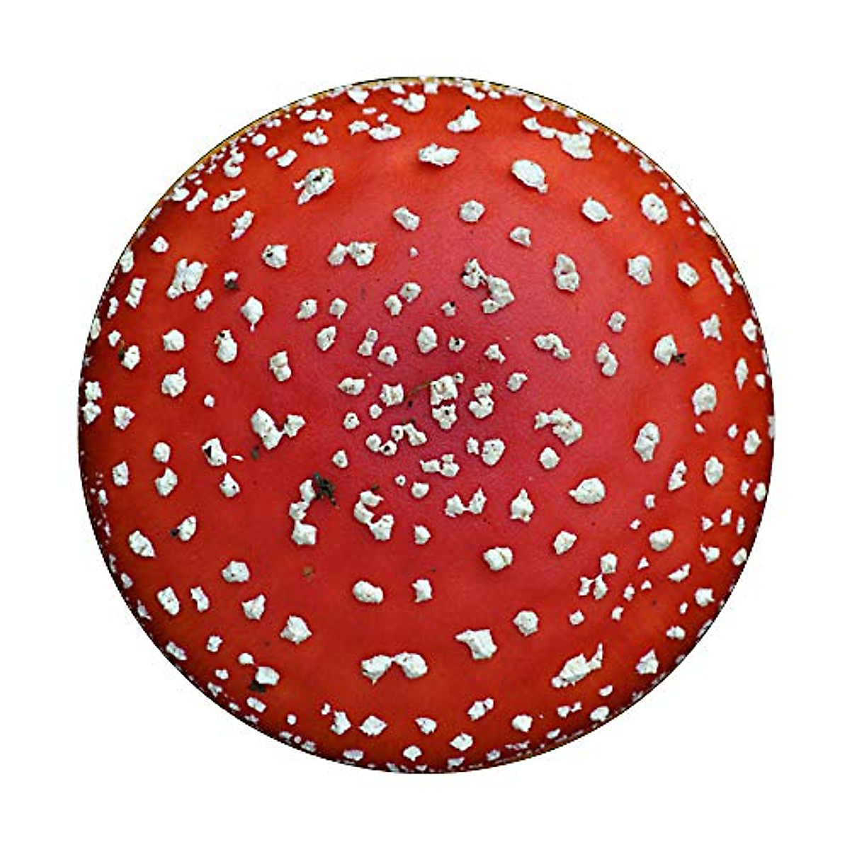 Red Fly Agaric Amanita Mushroom Fungus Hipster Nature Gift PopSockets PopGrip: Swappable Grip for Phones & Tablets