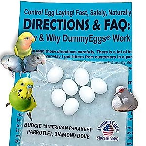 7 Dummy Eggs to Stop Egg Laying for Budgerigar Parakeet, Parrotlet, Diamond Dove. Non-Toxic Premium Realistic Plastic Solid Fake Bird Eggs 3/4 x 5/8 USA