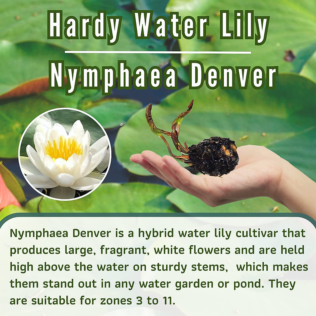 Mainam Mixed Colorful Hardy Water Lily Tuber Live Aquarium Plant for Freshwater Fish Pond Balcony Buy 2 GET Fertilizer Free (White Nymphaea Denver)