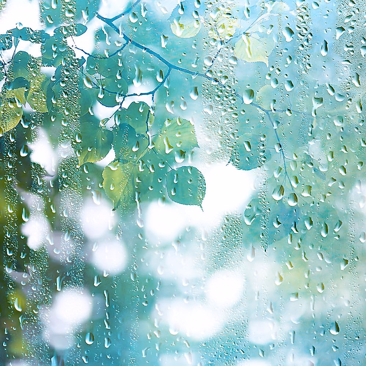 Empire Candle Peony Blossom Scented Wax Melt, 2.5 oz, Burn Time 4 Hours, Home Fragrance, Room Accessories