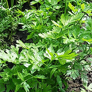 CHUXAY GARDEN 50 Seeds Apium Graveolens,Smallage,Wild Celery, Celery High Yielding Vegetable Green Organic Survival Gear Food Seeds Edible Plant Fast Harvest
