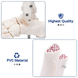 Human Elbow Joint Model with Ligaments, Flexible 1:1 Scientific Life Size with Lightweight Display Base, Perfect Teaching Tool for Patient Education & Anatomy Study