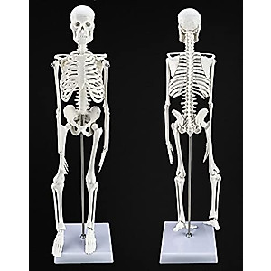 QWORK Human Skeleton Anatomical Model, Scientific Model, Miniature Skeleton Model with Movable Arms and Legs, for Medical Training & Classroom Education