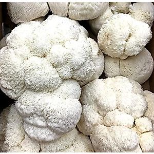 5 Pack Wood Loving Mushroom Liquid Cultures