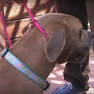 Cesar Millan Slip Lead Leash™ - 2-in-1 Slip Collar Dog Training Lead & Collar | Heavy Duty Durable Weatherproof Rope Leash, No Pull Training | Length 4ft Diameter 4/10”(Regular, Red/Olive)