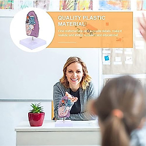 Anatomy Model Human Lung Model Human Pathological Lung Teaching Model, Internal Organs Champion Surgery, for Medical Demonstration Organs Model