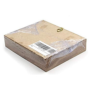 Real Exotic Giant Long Leg Weevil Snout Beetle (Cyrtotracheulus Dux) Male- Taxidermy Insect Bug Collection Framed in a Wooden Box as Pictured (Spread Wings)