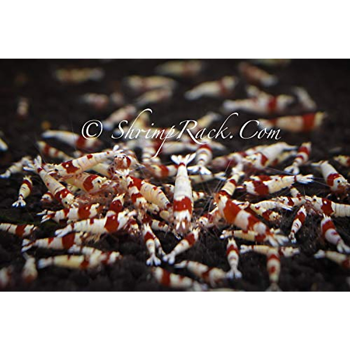 ShrimpRack 10 Crystal Red Shrimp CRS Grade S-SSS Live Freshwater Aquarium Shrimps 1/4 to 1/2 inch Long.