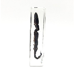FUNSXBUG Real Black Scorpion Paperweights Specimen for Science Education Paperweight for Book for Office for Desk(4.4x1.6x1.1)