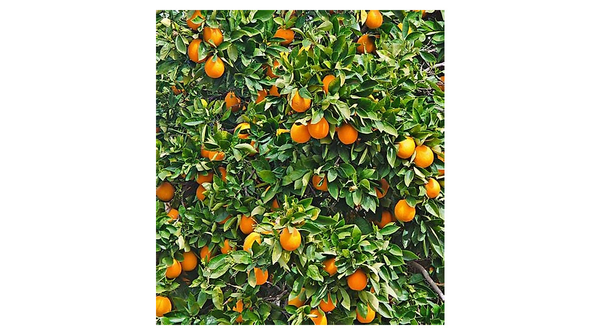 LOUISECON Seedless Citrus Orange Tree Seeds Delicious Navel Oranges 1-2 ...