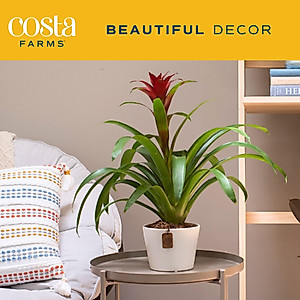 Costa Farms Bromeliad, Flowering Live Indoor Plant in Modern Flower Pot, Houseplant with Flowers in Potting Soil, Grower's Choice, New House Gift, Home or Room Decor, 20-Inches Tall