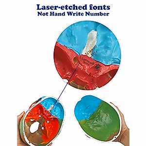 Upgraded Life Size Human Colored Head Skull Anatomical Model with Newest Laser-Etched Fonts and Skull Diagram Mouse Pad for Medical Student Human Anatomy Study Course Demonstration, Teaching
