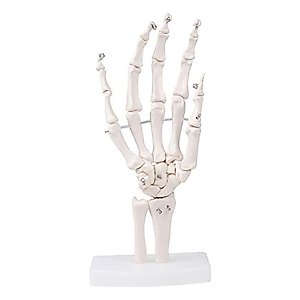 MrHugoo Human Hand Bone Model Human Skeleton Hand Model on Base, Hand Bone,Life Size, Articulated for Medical Study Education Demonstration (Right Hand)