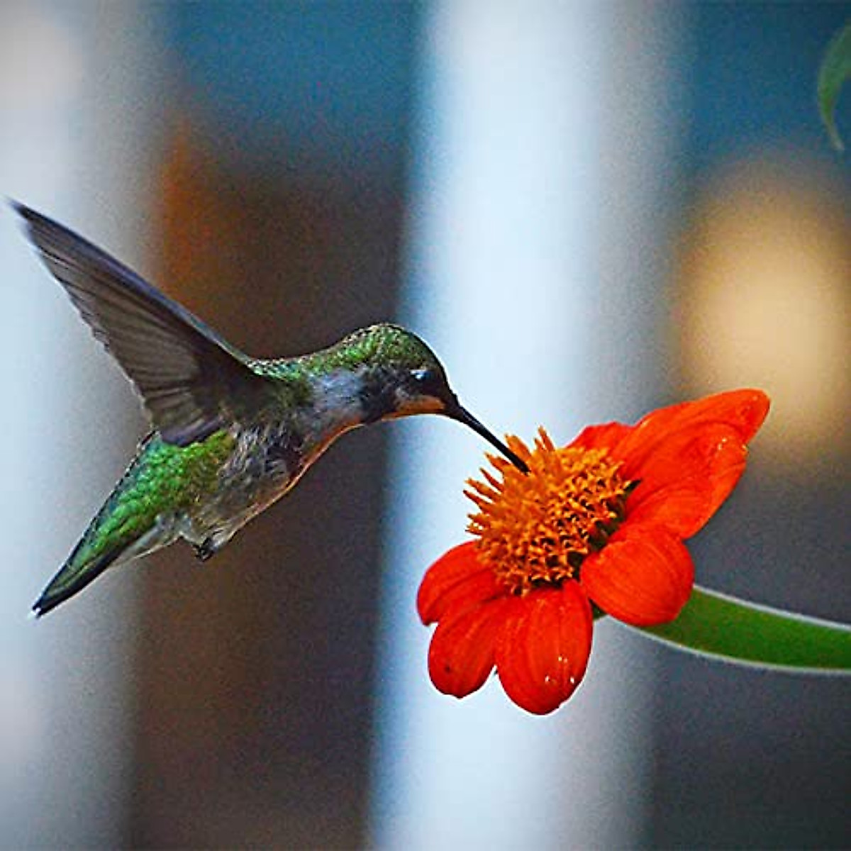 QAUZUY GARDEN - 50 Red Mexican Sunflower Seeds Tithonia Speciosa Red Torch, Striking Flower for Garden, Outdoor and Indoor, Attract Pollinators, Great for Cut Flower