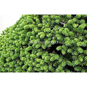 Bonsai seeds 50 pcs Japanese White Spruce Pine, Pinus parviflora, Tree Seeds Bonsai Evergreen DIY Home gardening